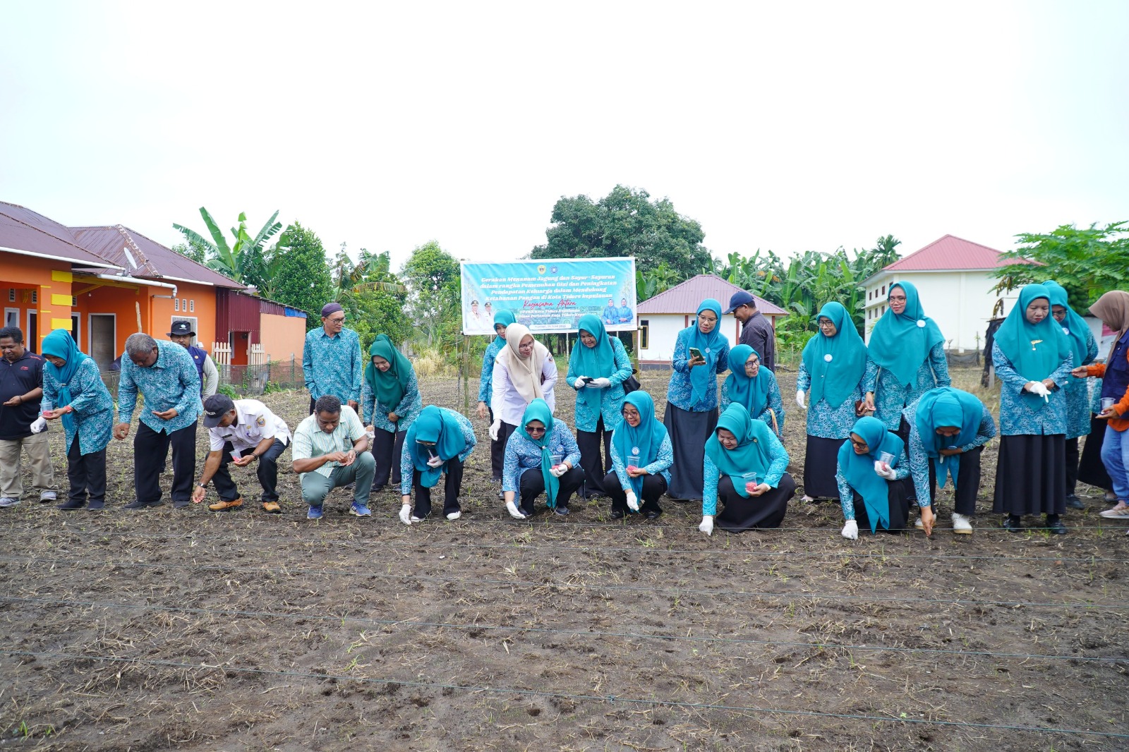 TP-PKK Tidore dan Dinas Pertanian Gelar Penanaman Jagung - Sayur ...